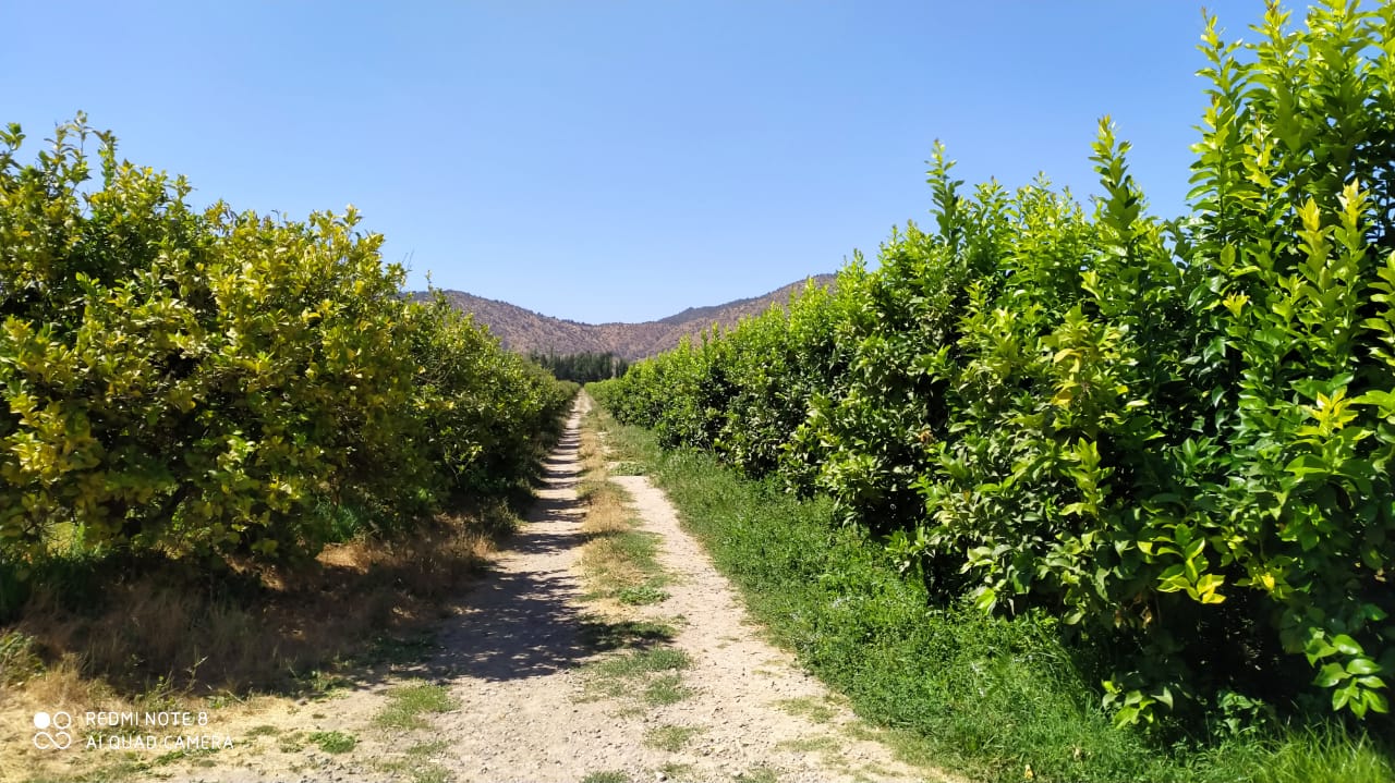 Lemon Farm for sale in Colchagua Valley, Chile